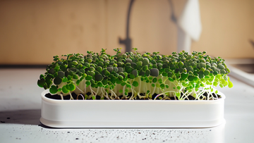 Microgreen Production - Hydroponic NFT system – Nordamark