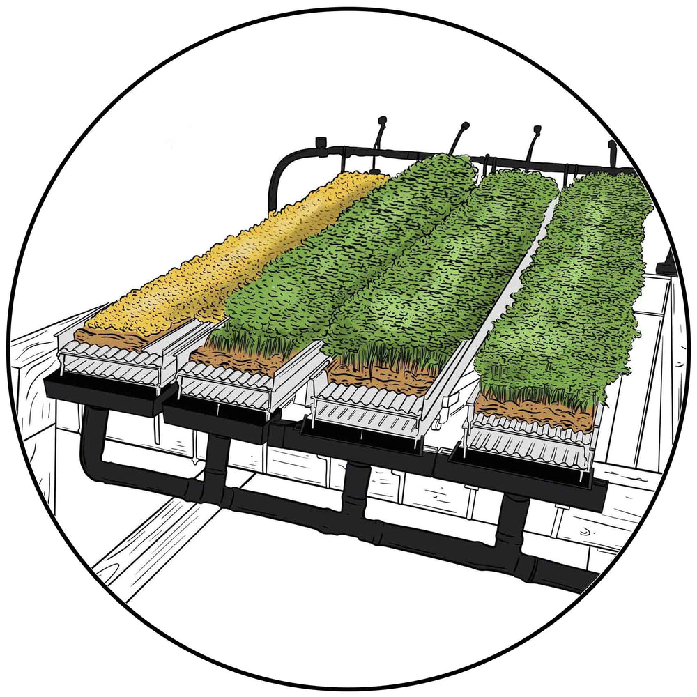 Microgreen Production - Hydroponic NFT system – Nordamark