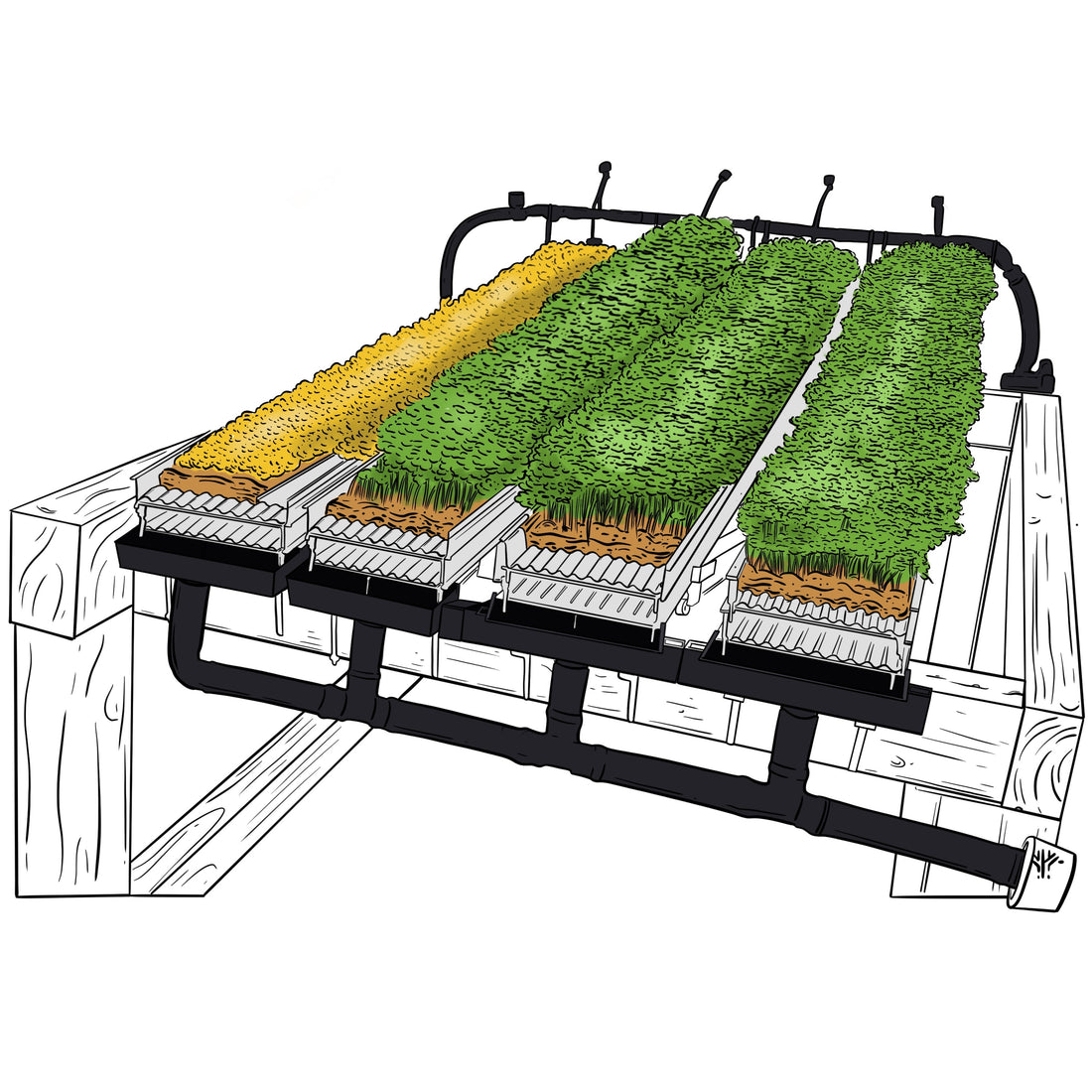 Microgreen Production - Hydroponic NFT system – Nordamark