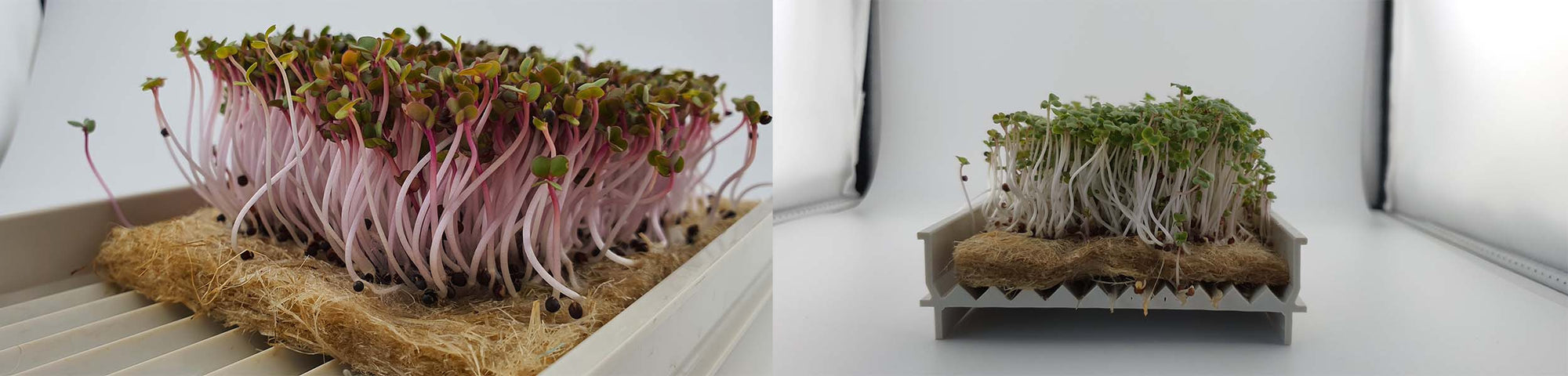 Microgreen Production - Hydroponic NFT system – Nordamark