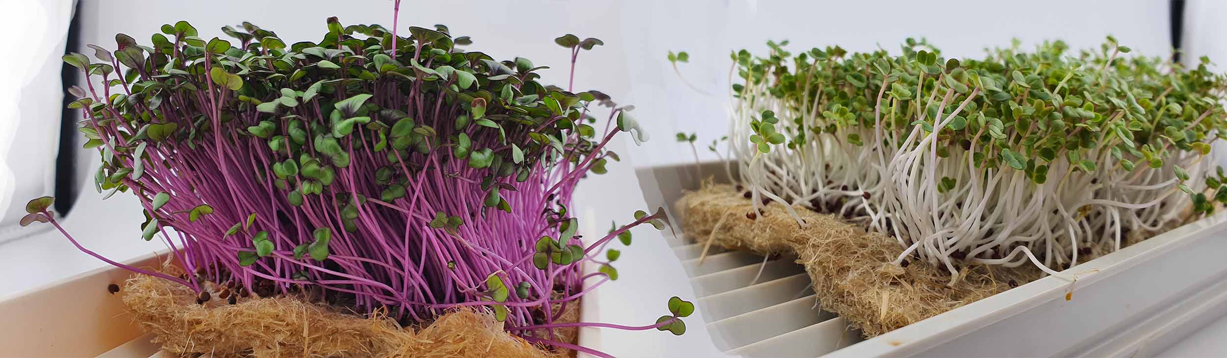 Microgreen Production - Hydroponic NFT system – Nordamark