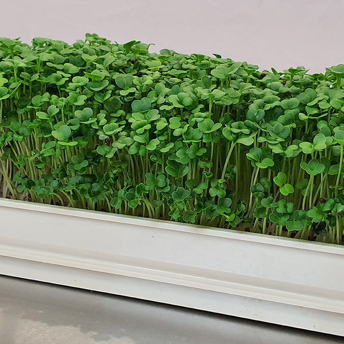 Microgreen - Mustard Red (CONVENTIONAL) – Nordamark