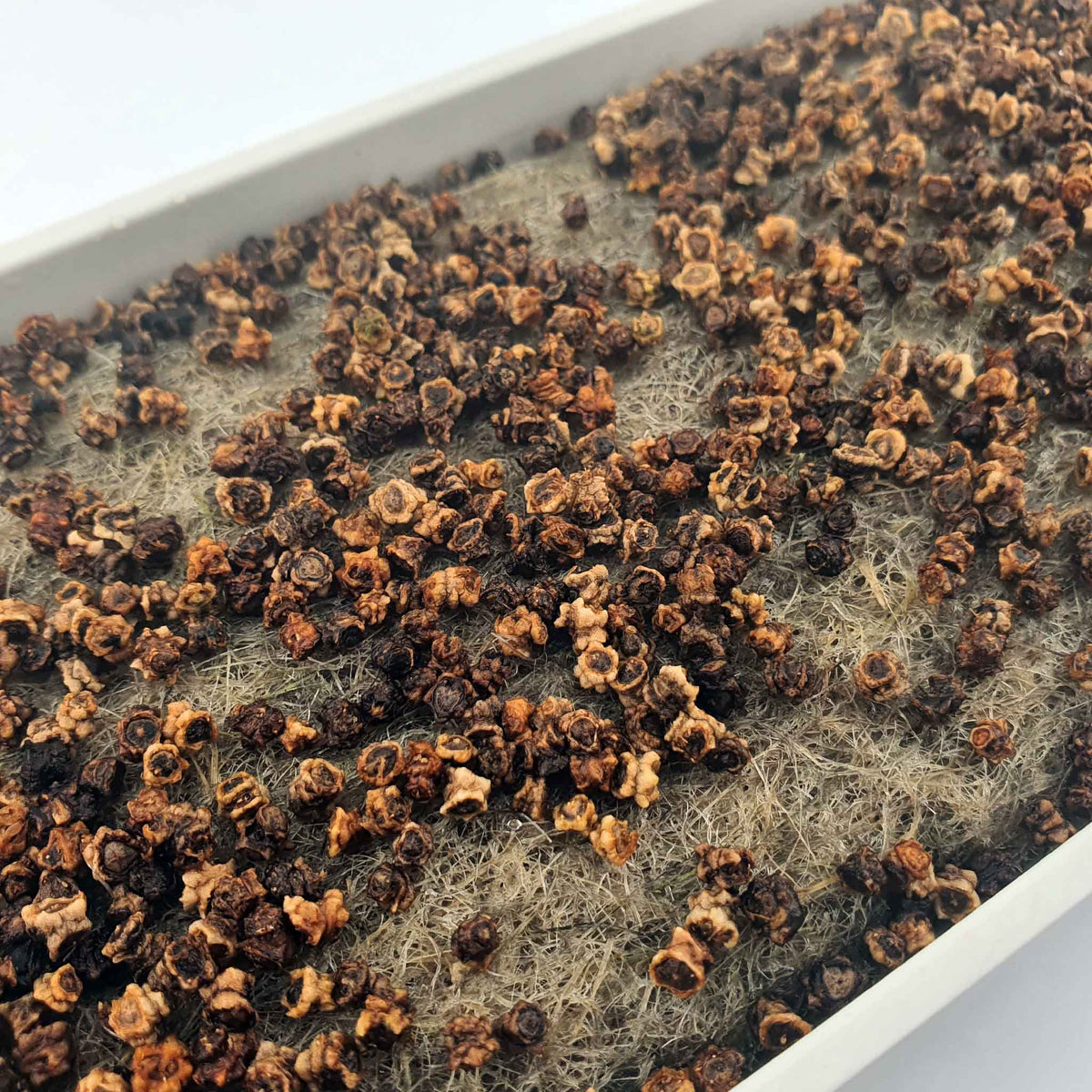 Microgreen Production - Hydroponic NFT system – Nordamark