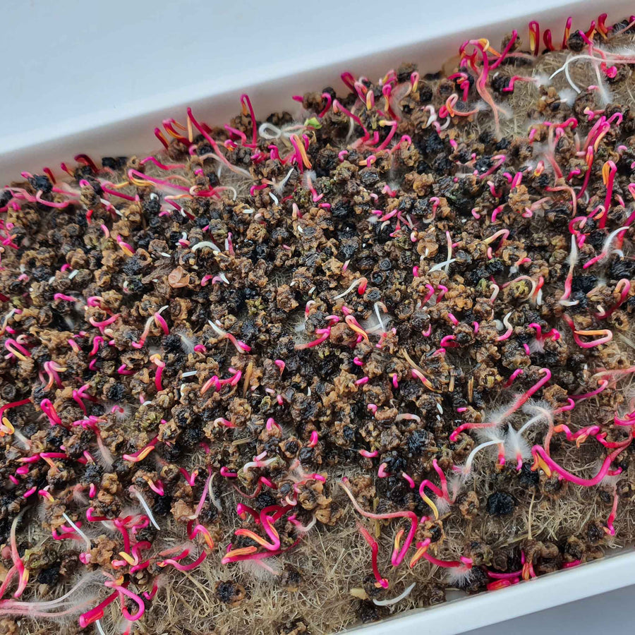 Microgreen Production - Hydroponic NFT system – Nordamark
