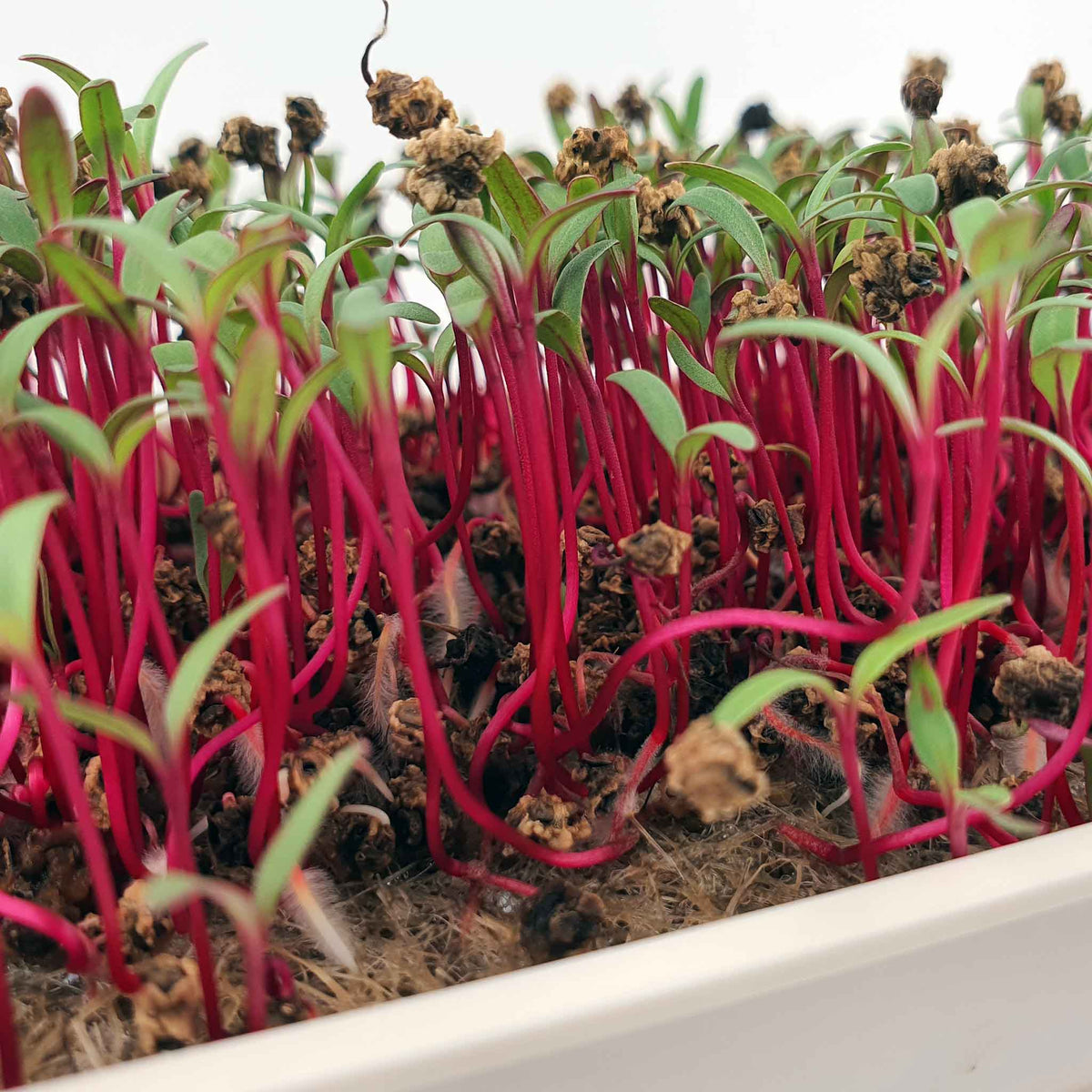 Microgreen Production - Hydroponic NFT system – Nordamark