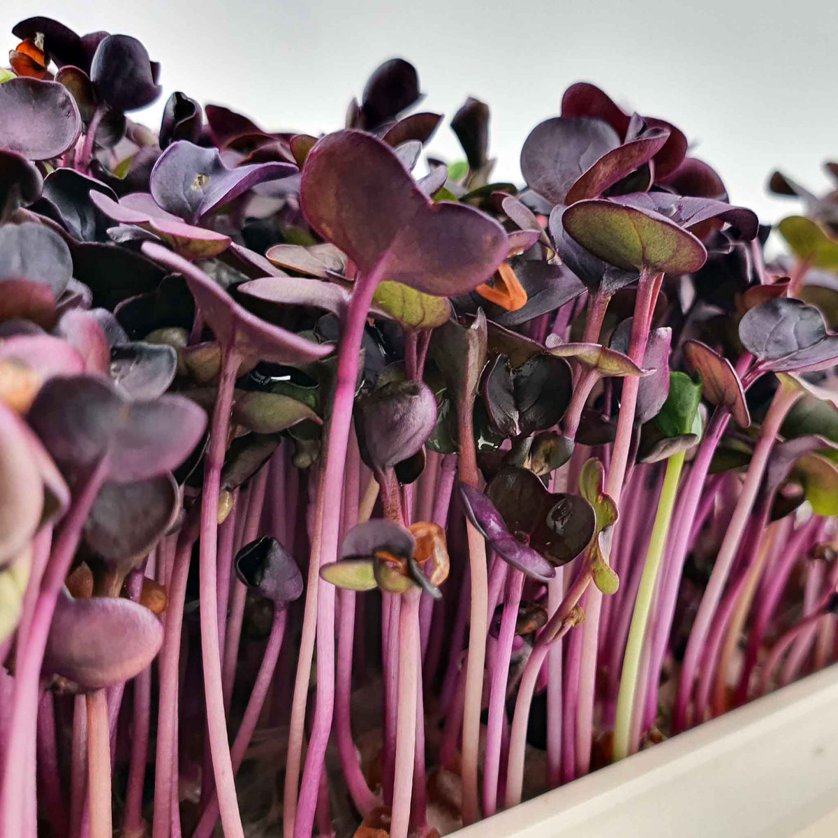 Microgreen - Radish Sango (Organic) – Nordamark