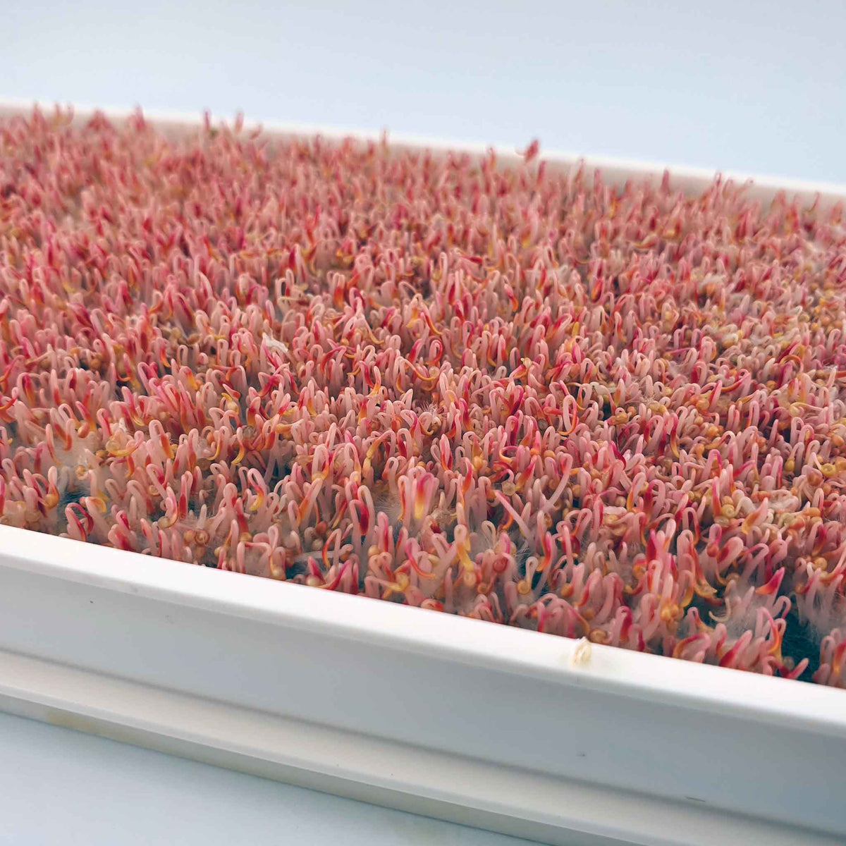 Microgreen Production - Hydroponic NFT system – Nordamark