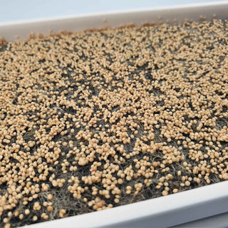 Microgreen Production - Hydroponic NFT system – Nordamark