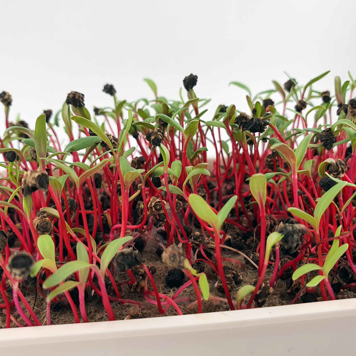 Microgreen - Swiss Chard Red (CONVENTIONAL) – Nordamark