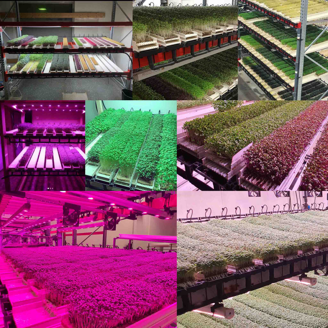 Microgreen Production - Hydroponic NFT system – Nordamark