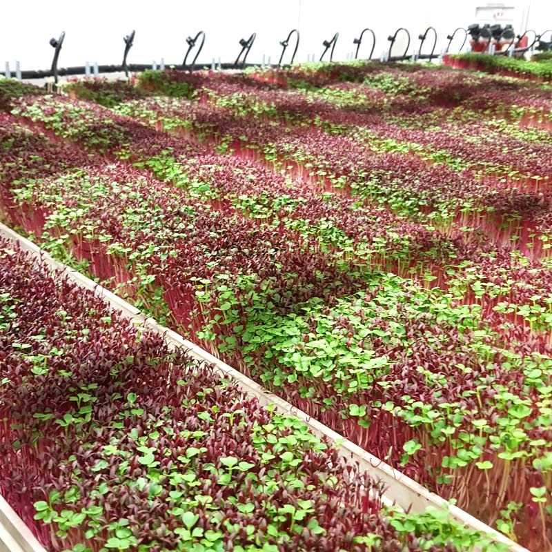 Microgreen Production - Hydroponic NFT system – Nordamark