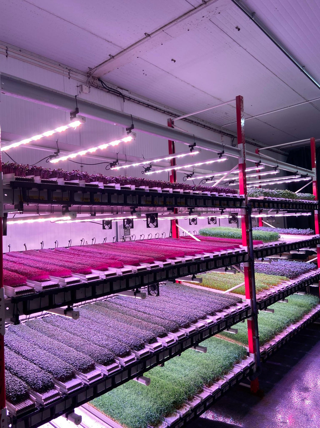 Microgreen Production - Hydroponic NFT system – Nordamark