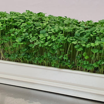 Microgreen Production - Hydroponic NFT system – Nordamark